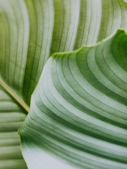 Our Fresh Ingredients & Unique Process | Root Science